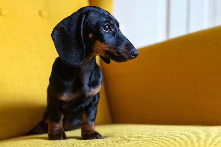 Everything You Need To Know About Potty Training A Puppy | Puppygram