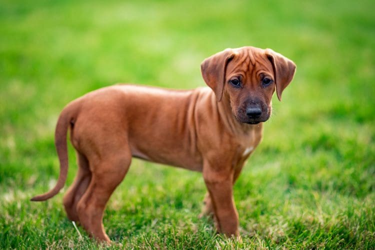 8 Common Puppy Illnesses New Owners Should Look Out For | Puppygram