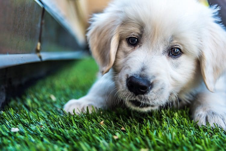What To Know About Golden Retrievers Before Owning One | Puppygram