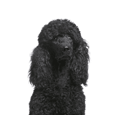 Poodle Puppies - Puppygram