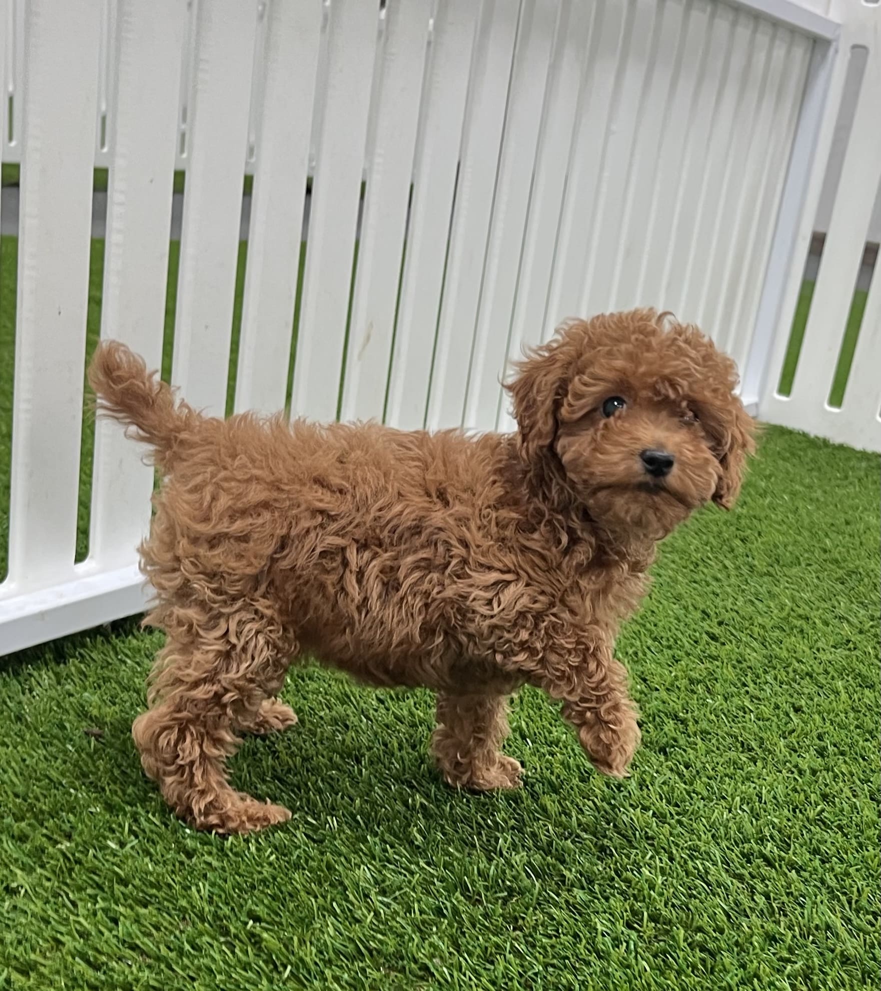 Light Brown Toy Poodle Puppies