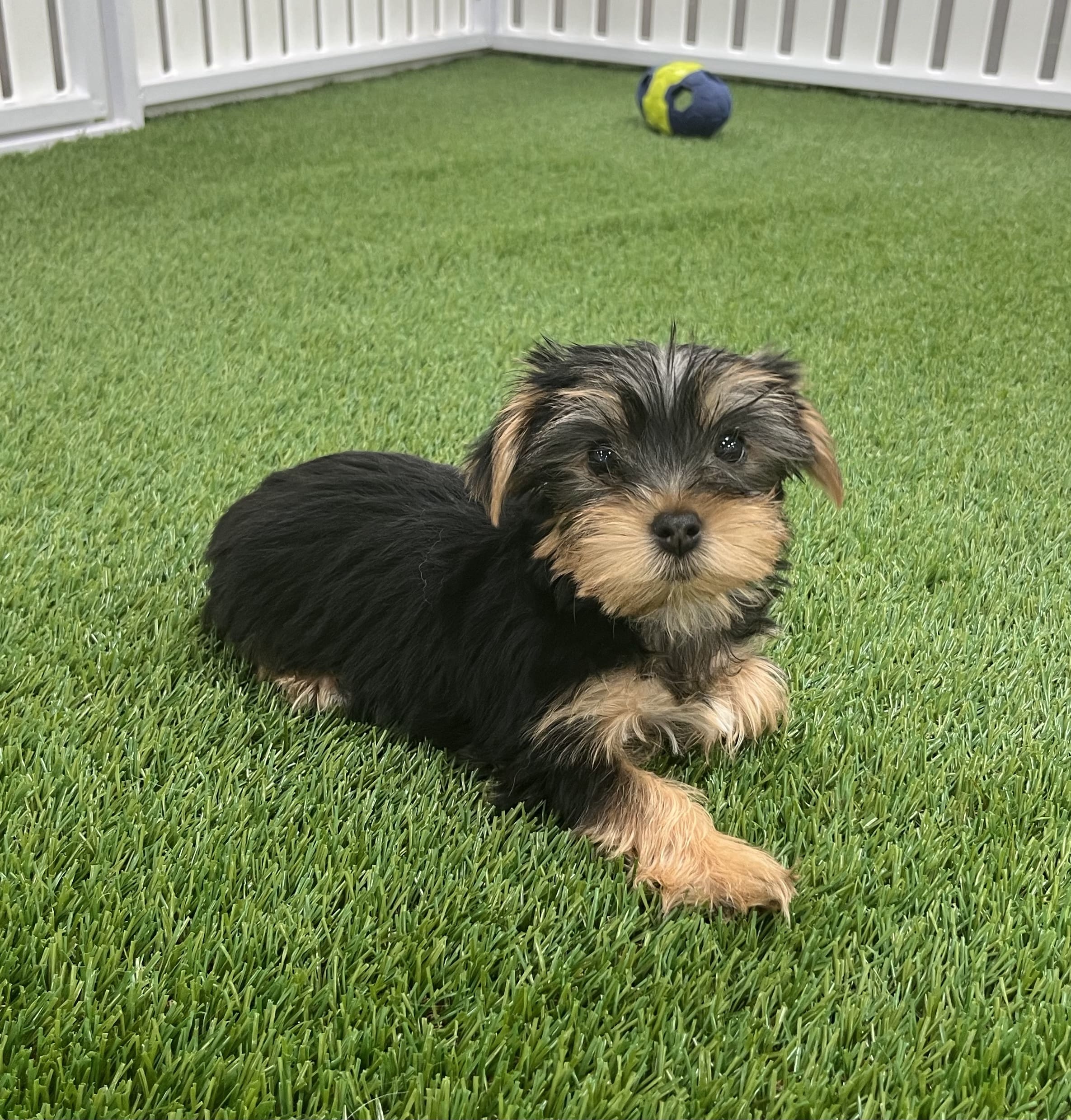 Yorkshire Terrier Puppies For Sale | Puppygram