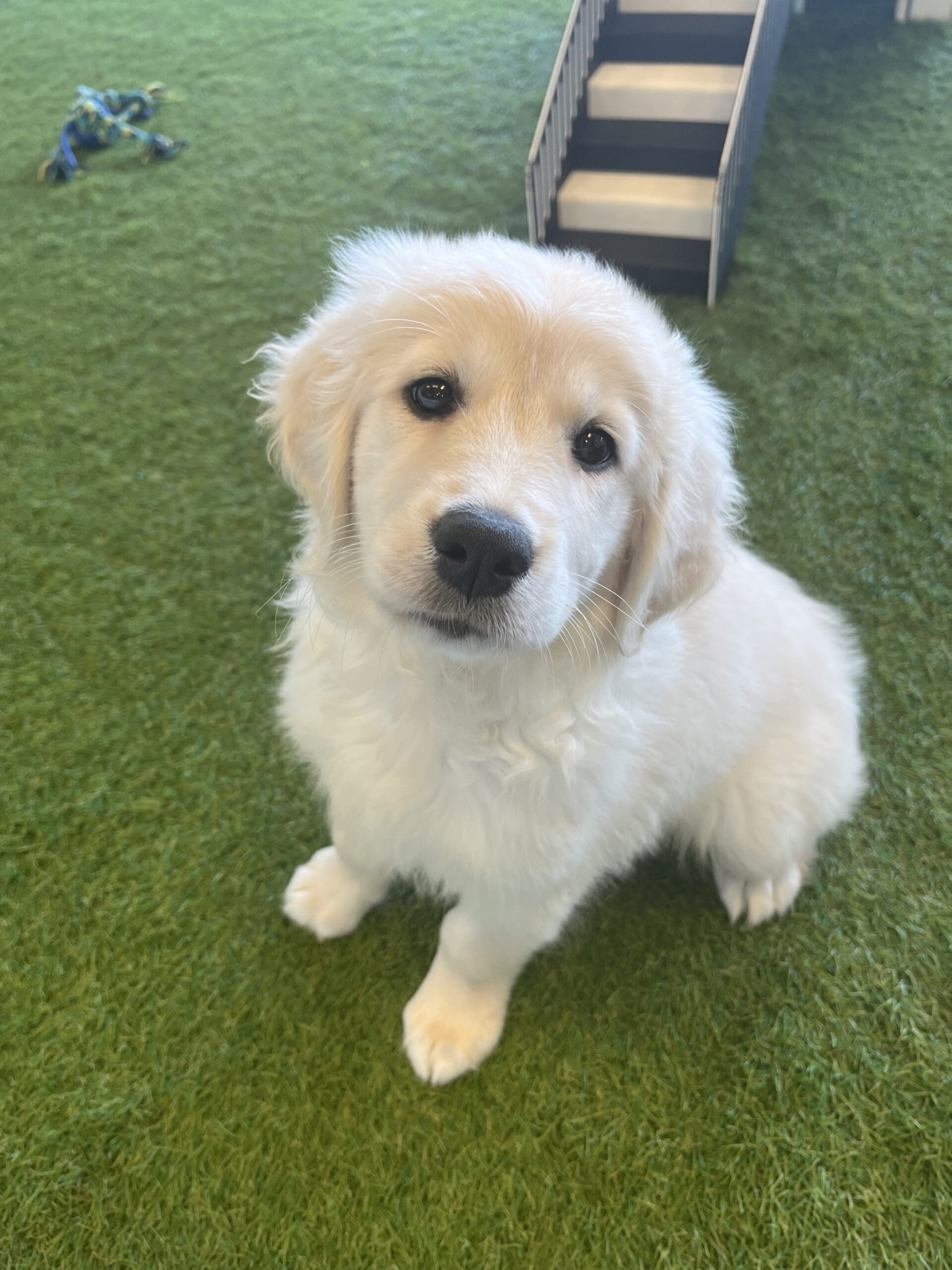 Golden Retriever | Puppygram