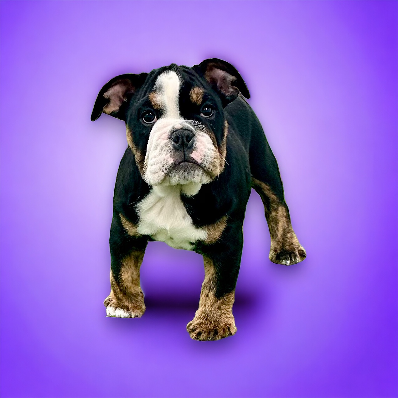 English Bulldog Puppies For Sale | Puppygram