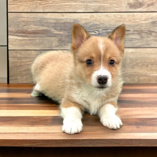 Dogs & Puppies For Sale | Puppygram