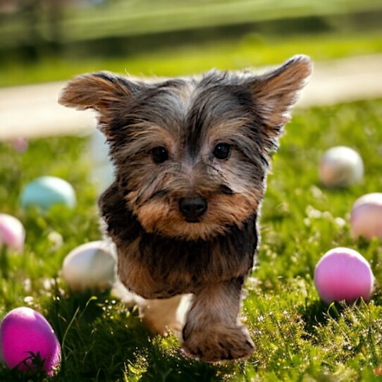 Silky Terrier Puppies For Sale | Puppygram