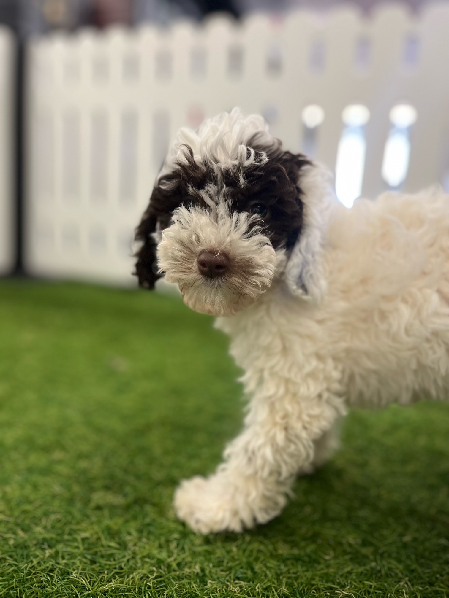 Dogs & Puppies For Sale | Puppygram