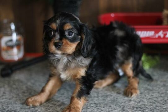 Dogs & Puppies For Sale | Puppygram