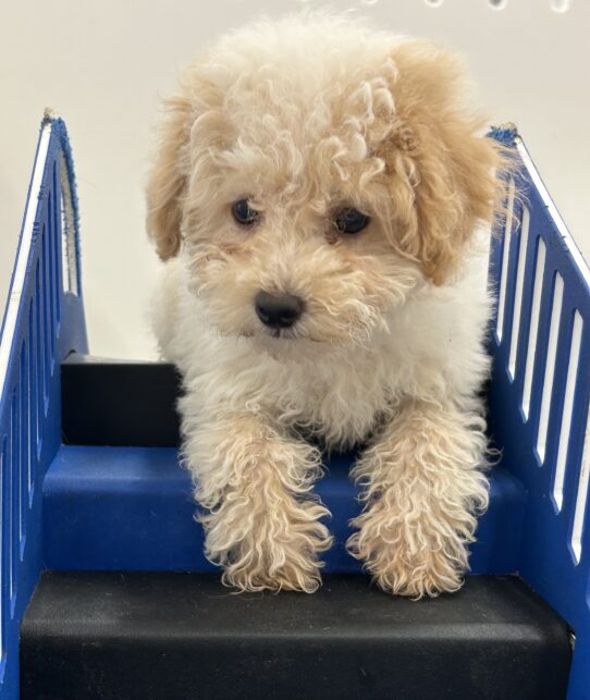 Poodle Toy Puppies For Sale | Puppygram