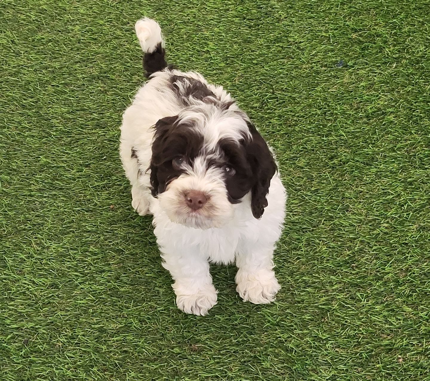 Louisville, Kentucky - Puppygram Indiana