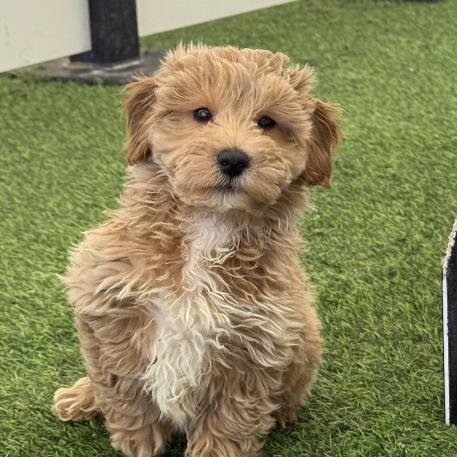 Brody | Cavachon Puppies For Sale | Puppygram