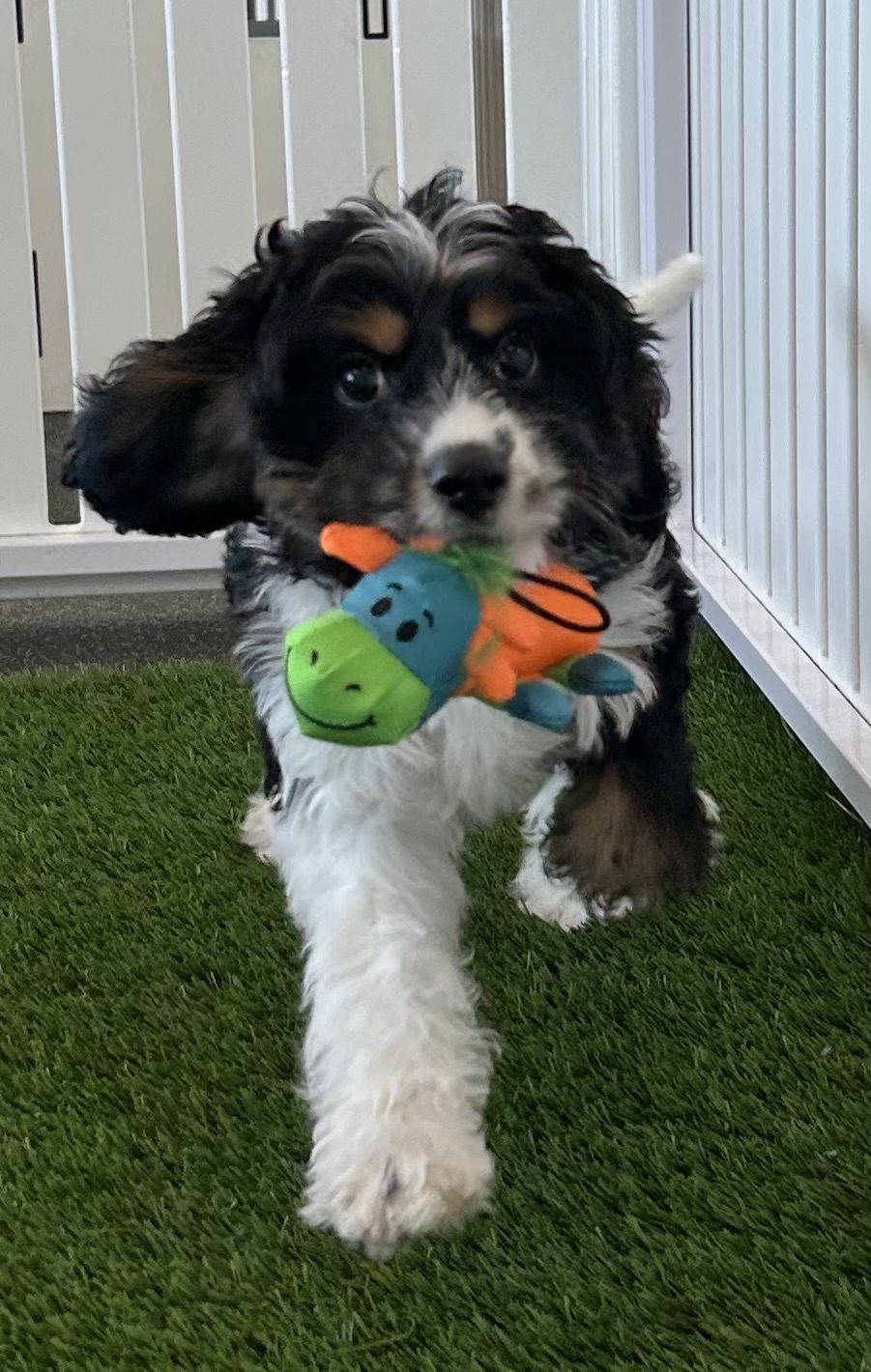 Dogs & Puppies For Sale | Puppygram