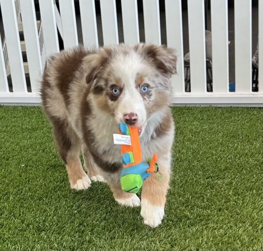 Dogs Puppies For Sale Puppygram